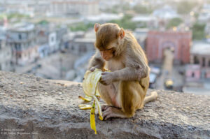 Galta Temple or Monkey Temple Timing, Facts, History and How to Reach