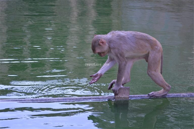 30+ Best Pictures of Monkey Temple in Jaipur - Galta Temple Gallery